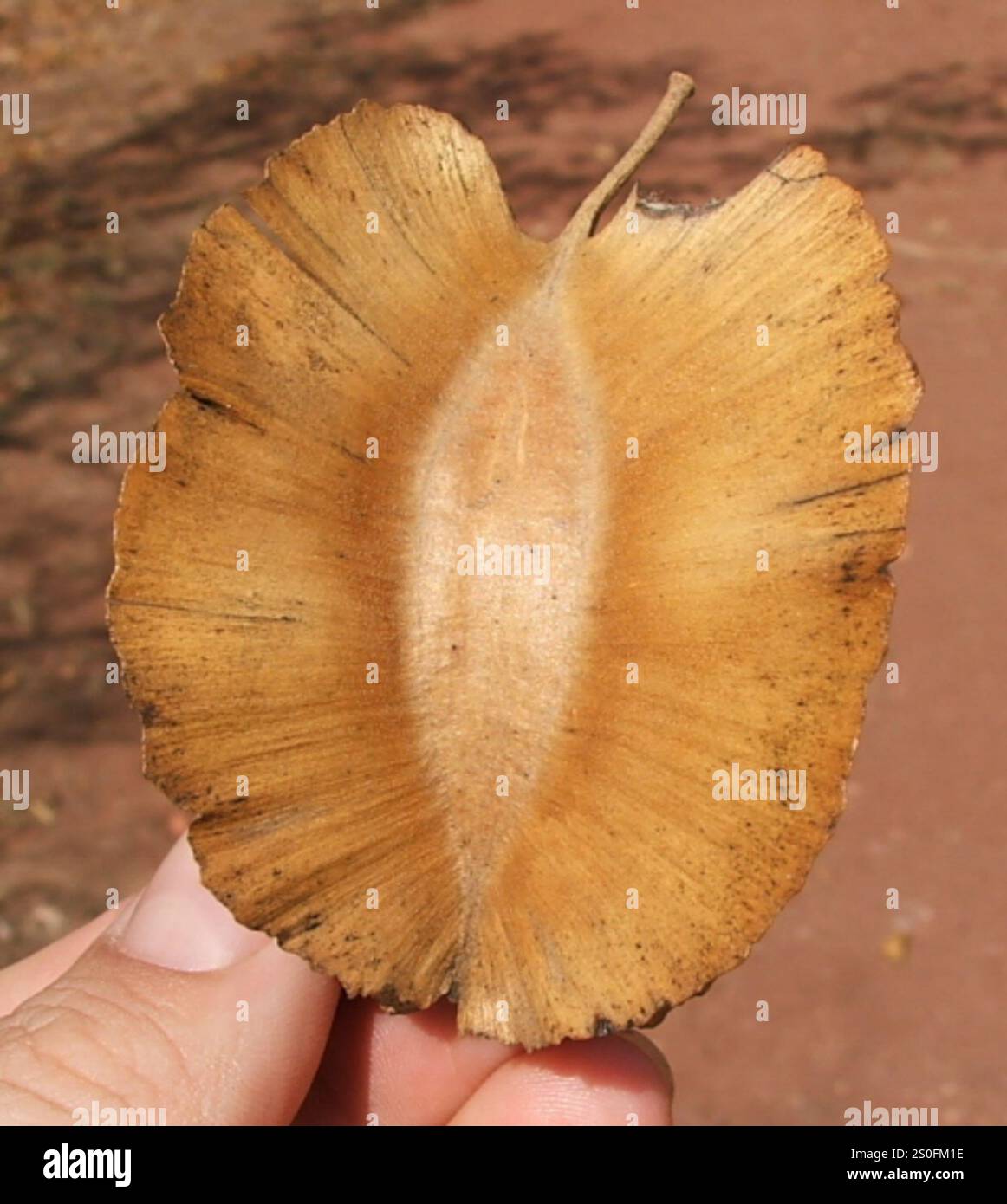 Largefruit Bushwillow (Combretum zeyheri Stock Photo - Alamy