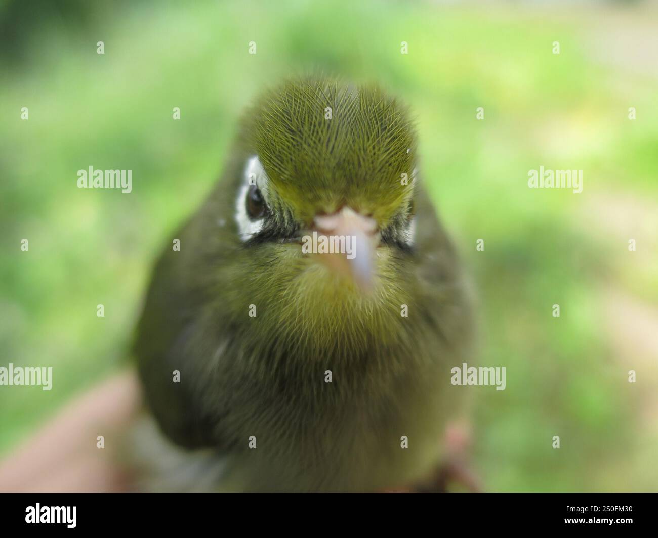 São Tomé White-eye (Zosterops feae Stock Photo - Alamy