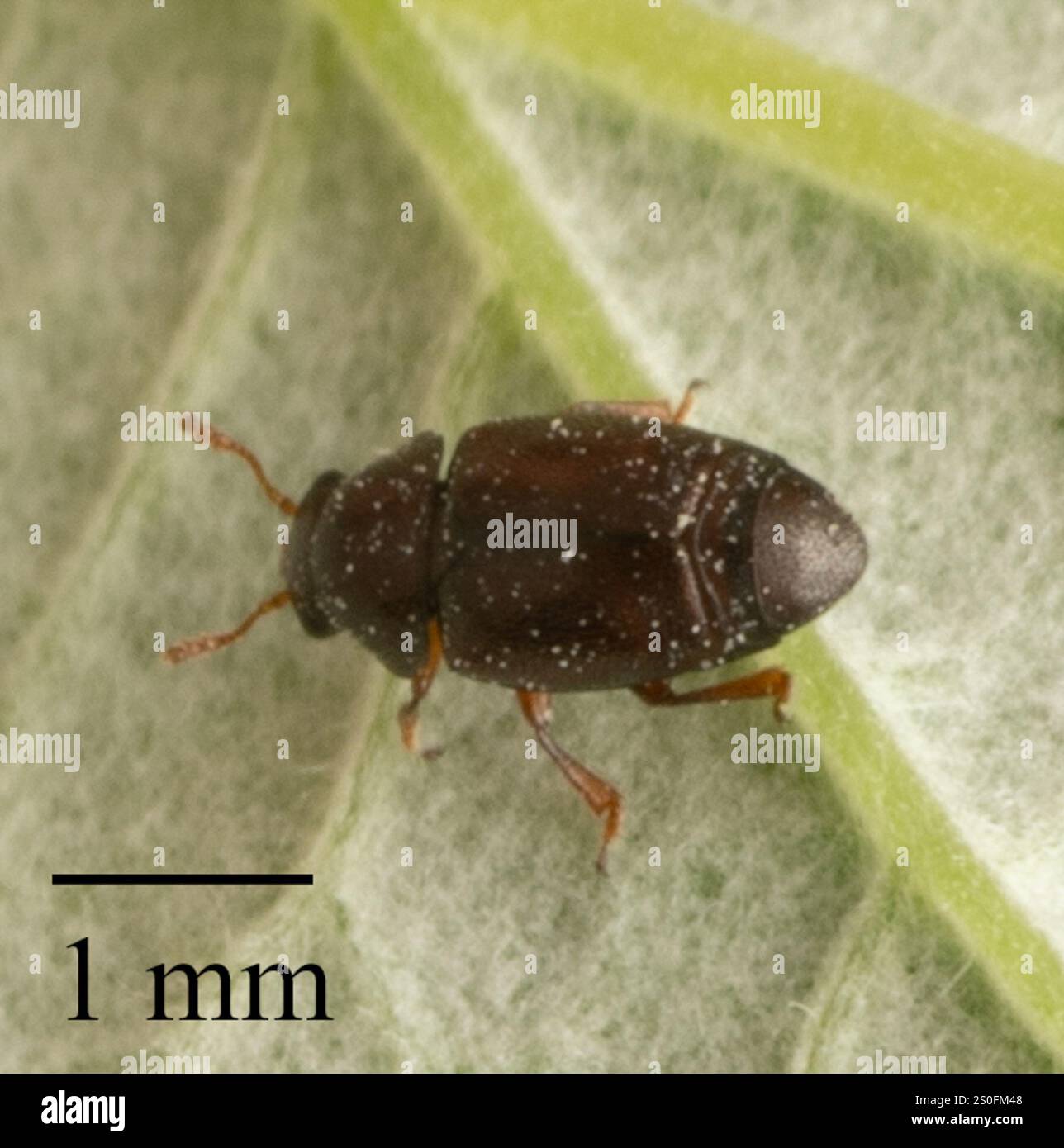 Short-winged Flower Beetles (Kateretidae Stock Photo - Alamy