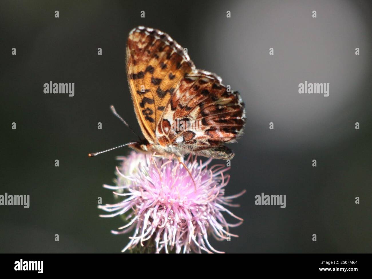 Arctic Fritillary (Boloria chariclea Stock Photo - Alamy