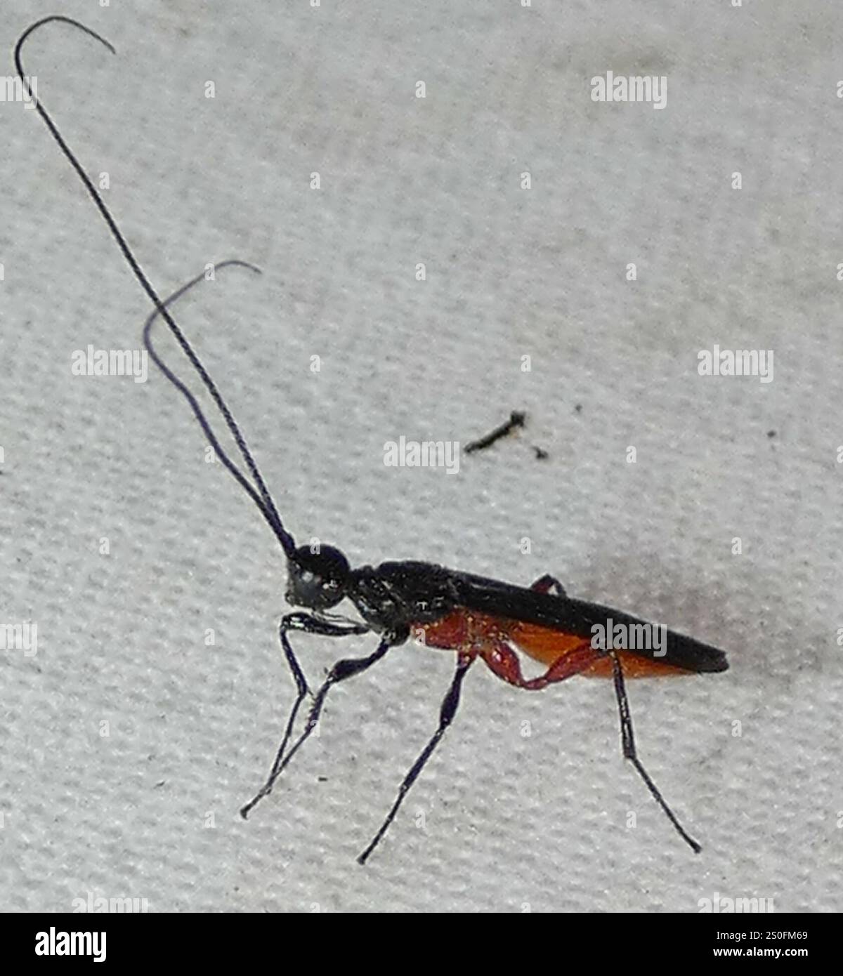 Braconid Wasps (Braconidae Stock Photo - Alamy