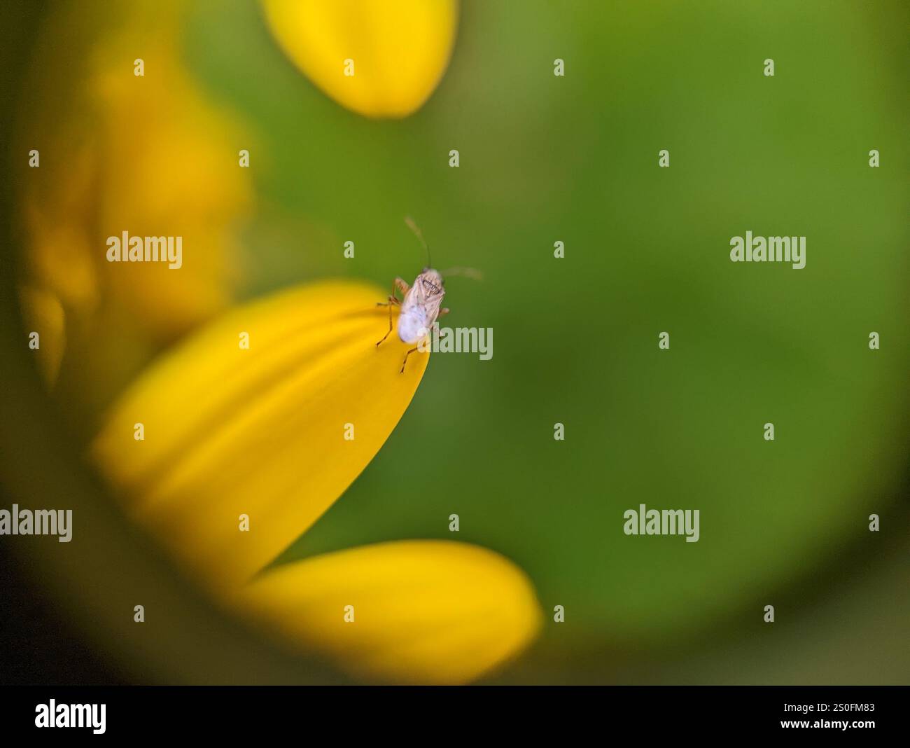 False chinch bugs (Nysius Stock Photo - Alamy