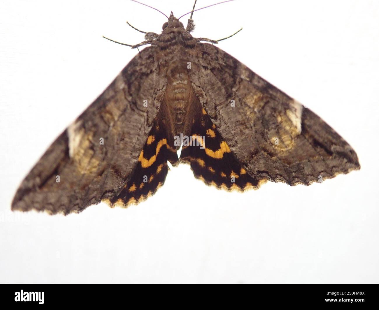 Locust Underwing (Euparthenos nubilis Stock Photo - Alamy