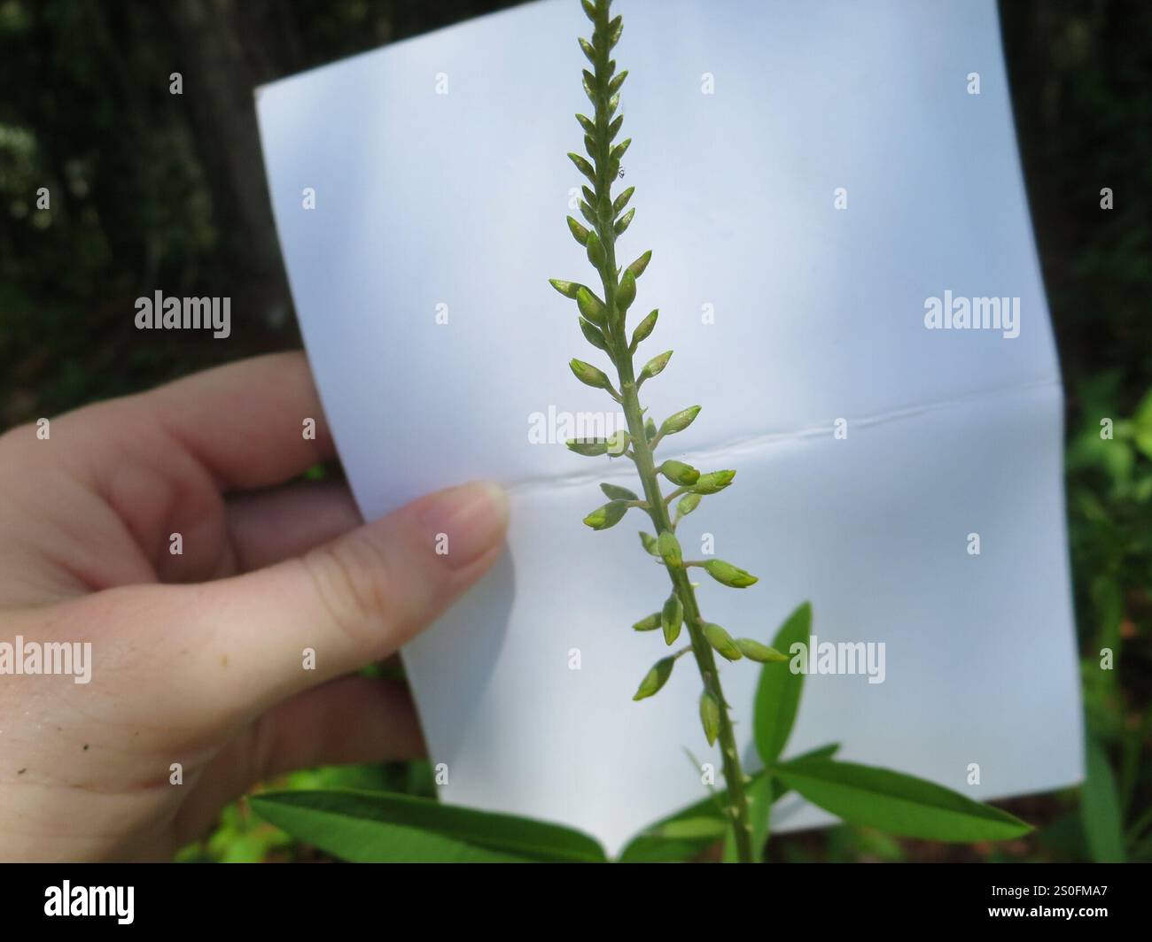 lanceleaf rattlebox (Crotalaria lanceolata Stock Photo - Alamy