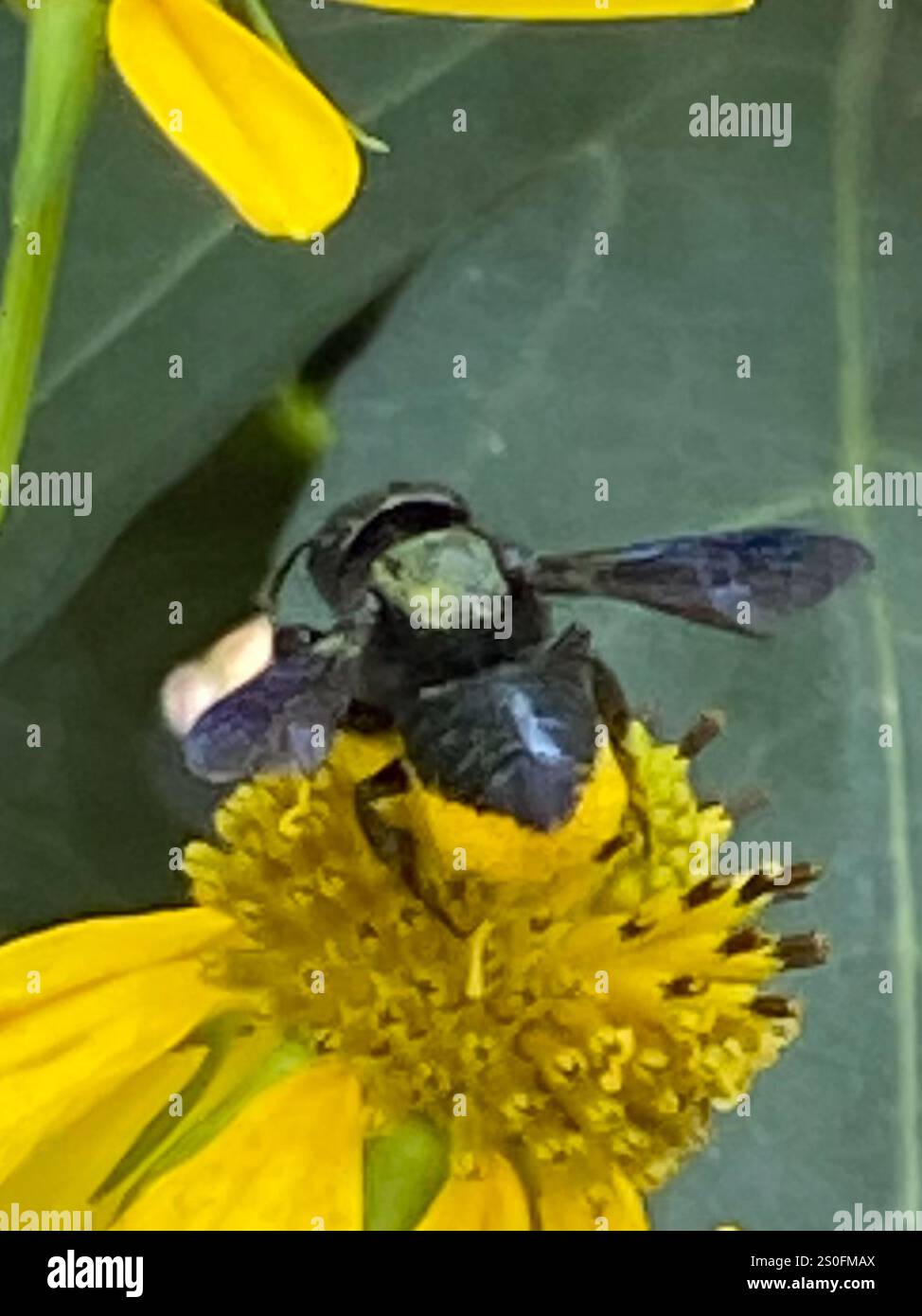 Carpenter-mimic Leafcutter Bee (Megachile xylocopoides Stock Photo - Alamy