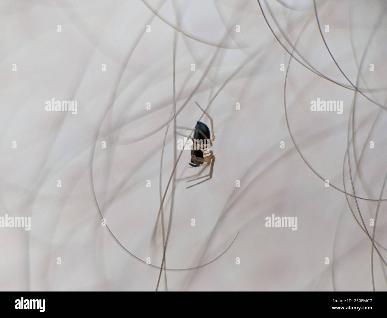 Sheetweb and Dwarf Weavers (Linyphiidae Stock Photo - Alamy