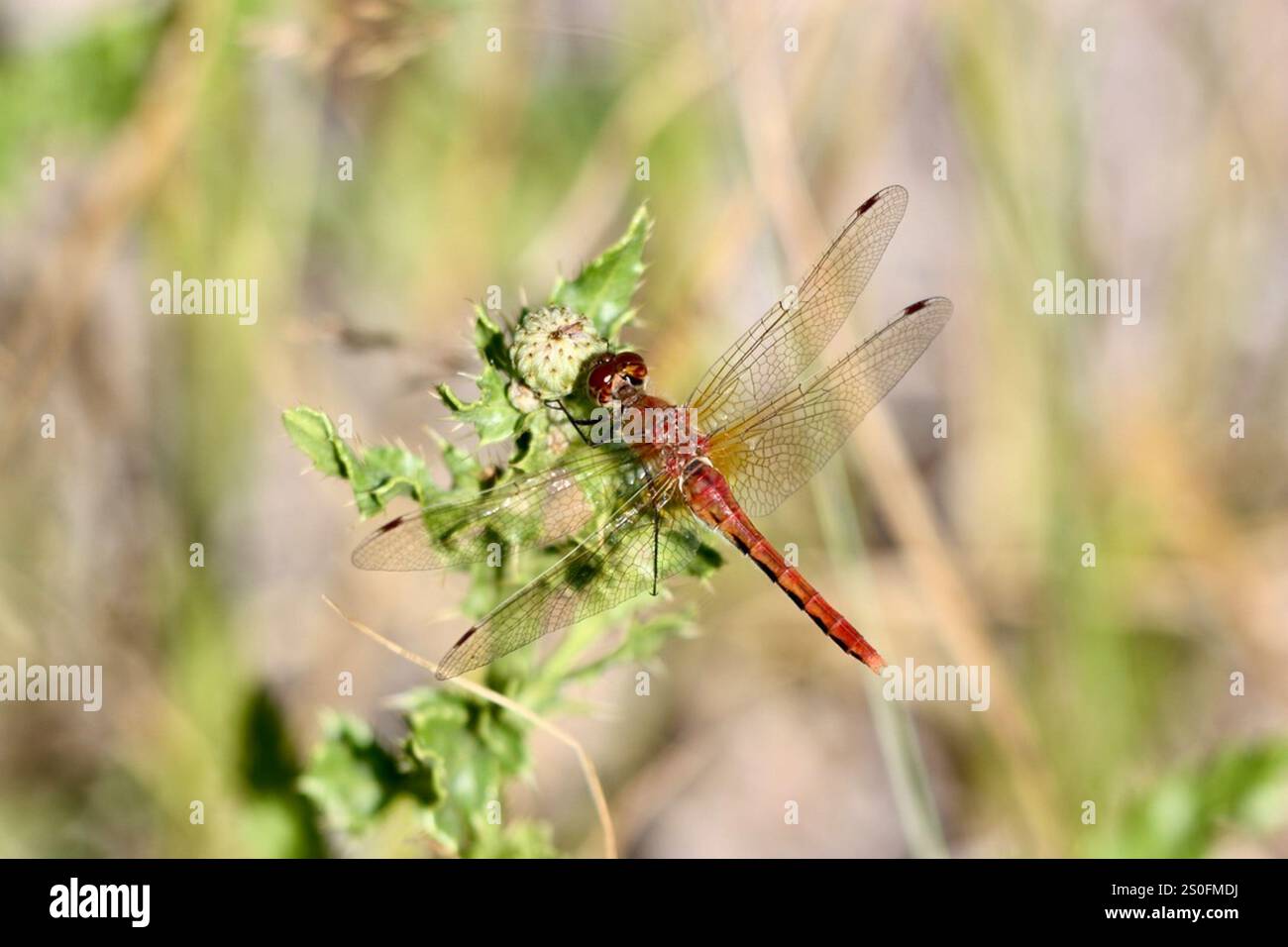 Cherry-faced Meadowhawk (Sympetrum internum Stock Photo - Alamy