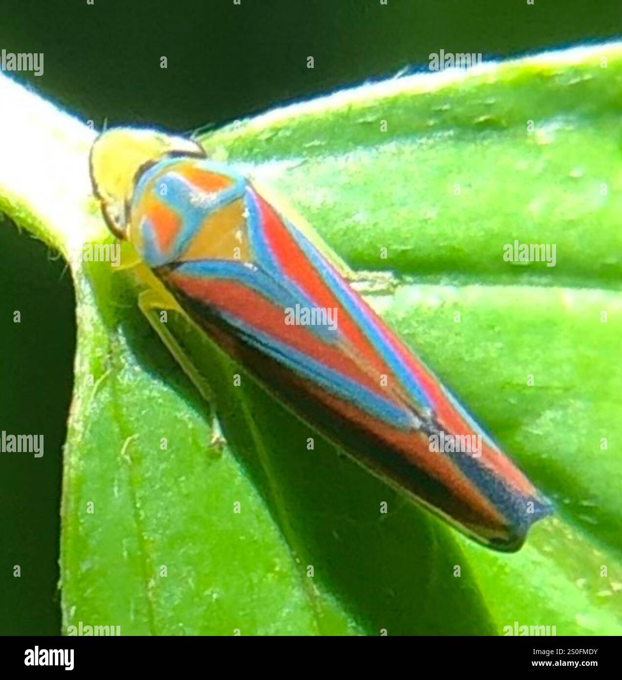 Red-banded Leafhopper (Graphocephala coccinea Stock Photo - Alamy