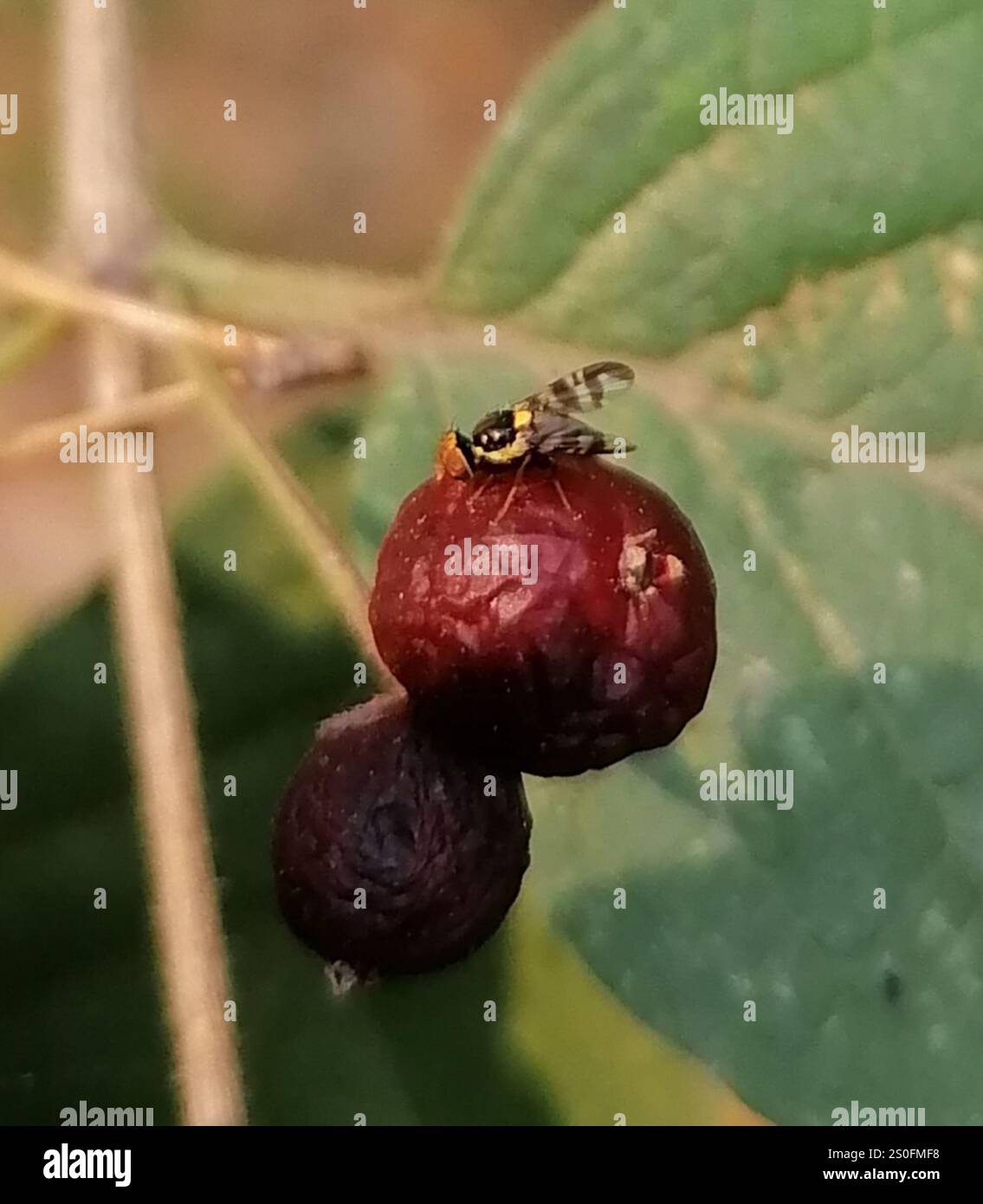 Cherry fruit fly (Rhagoletis cerasi Stock Photo - Alamy