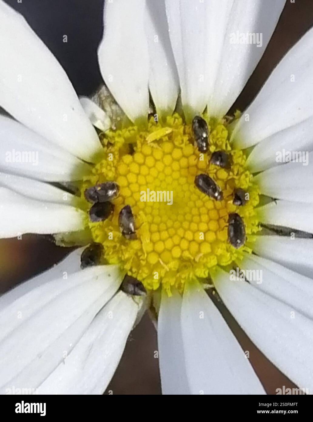 Common Pollen Beetle (Brassicogethes aeneus Stock Photo - Alamy