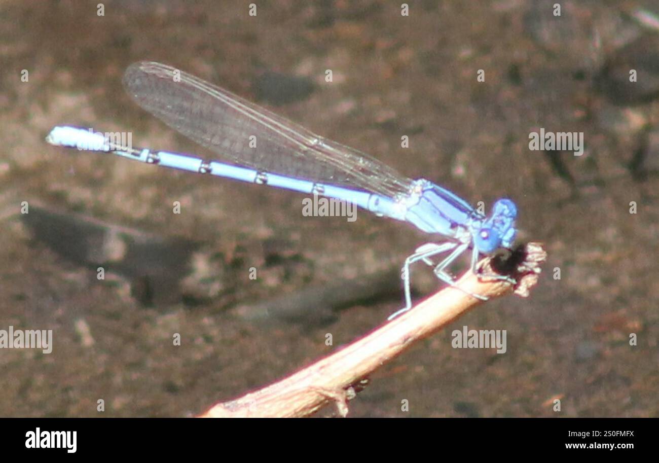 Aztec Dancer (Argia nahuana Stock Photo - Alamy