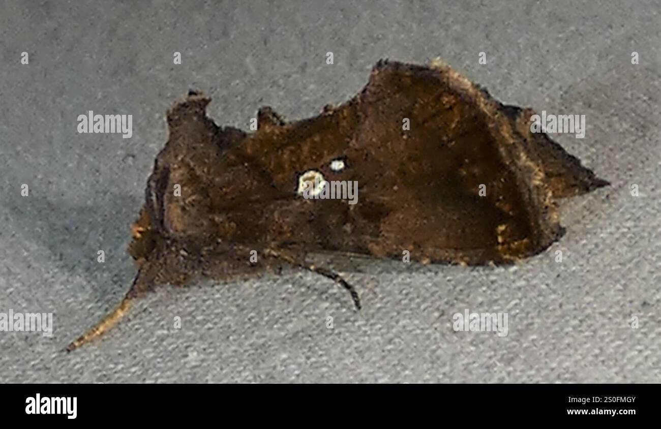 Golden Looper Moth (Argyrogramma verruca Stock Photo - Alamy