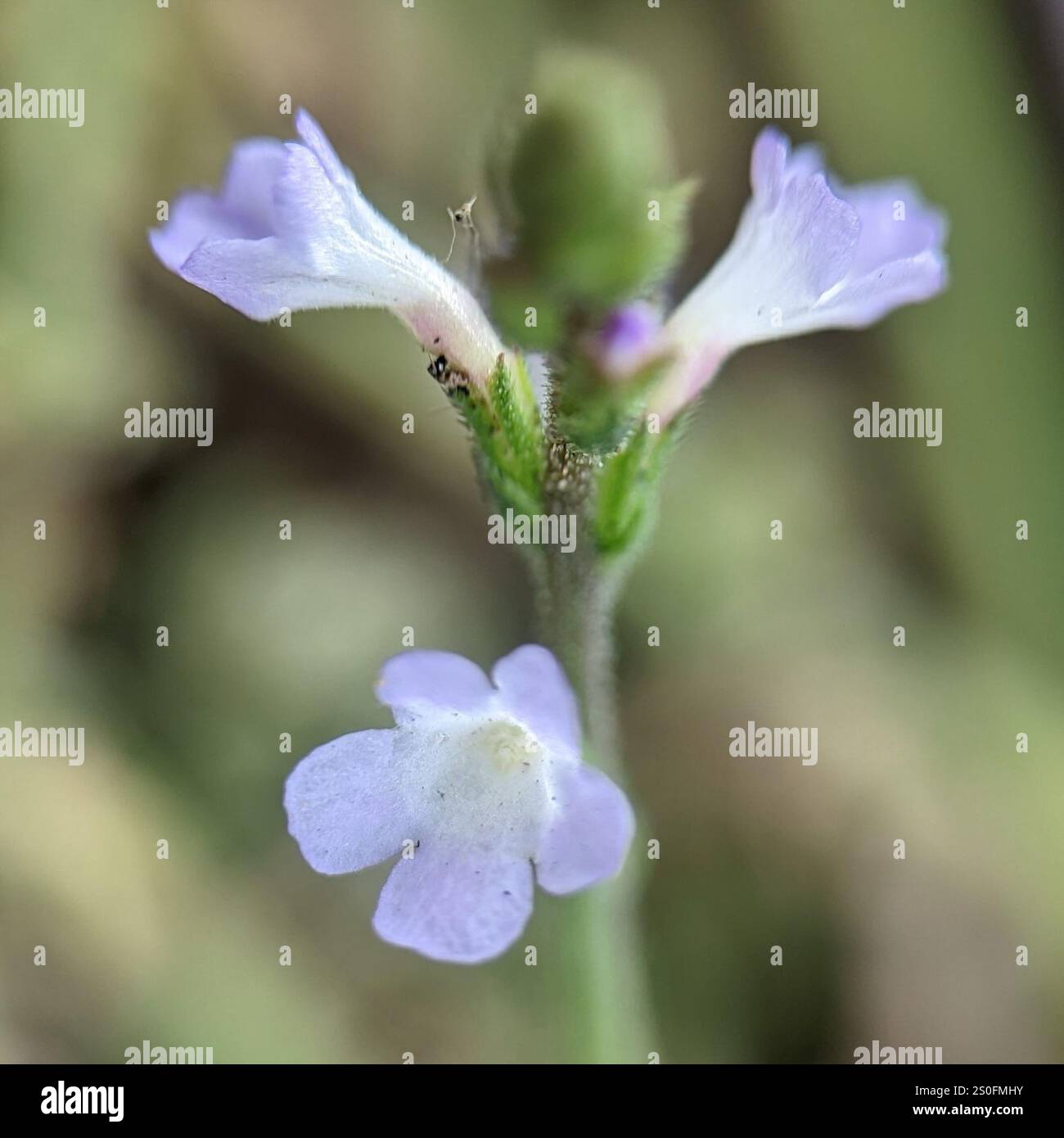 Common vervain (Verbena officinalis Stock Photo - Alamy