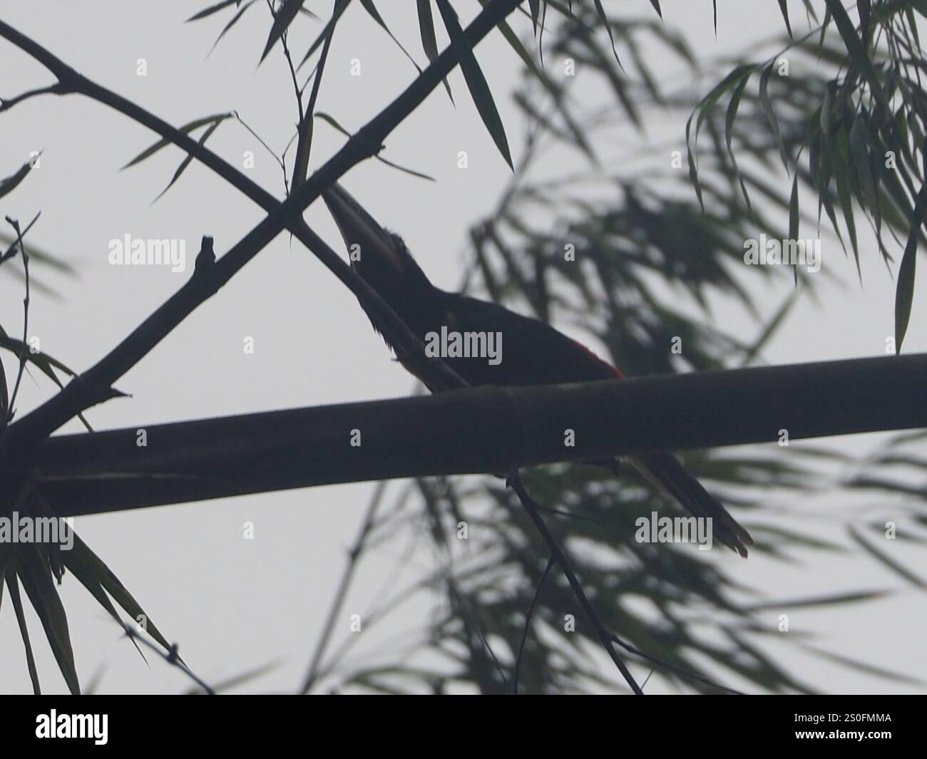 Pale-mandibled Araçari (Pteroglossus torquatus erythropygius Stock ...