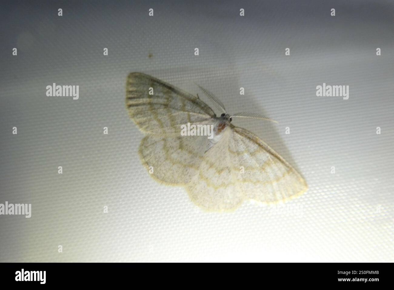 Northern Wave Moth (Cabera exanthemata Stock Photo - Alamy