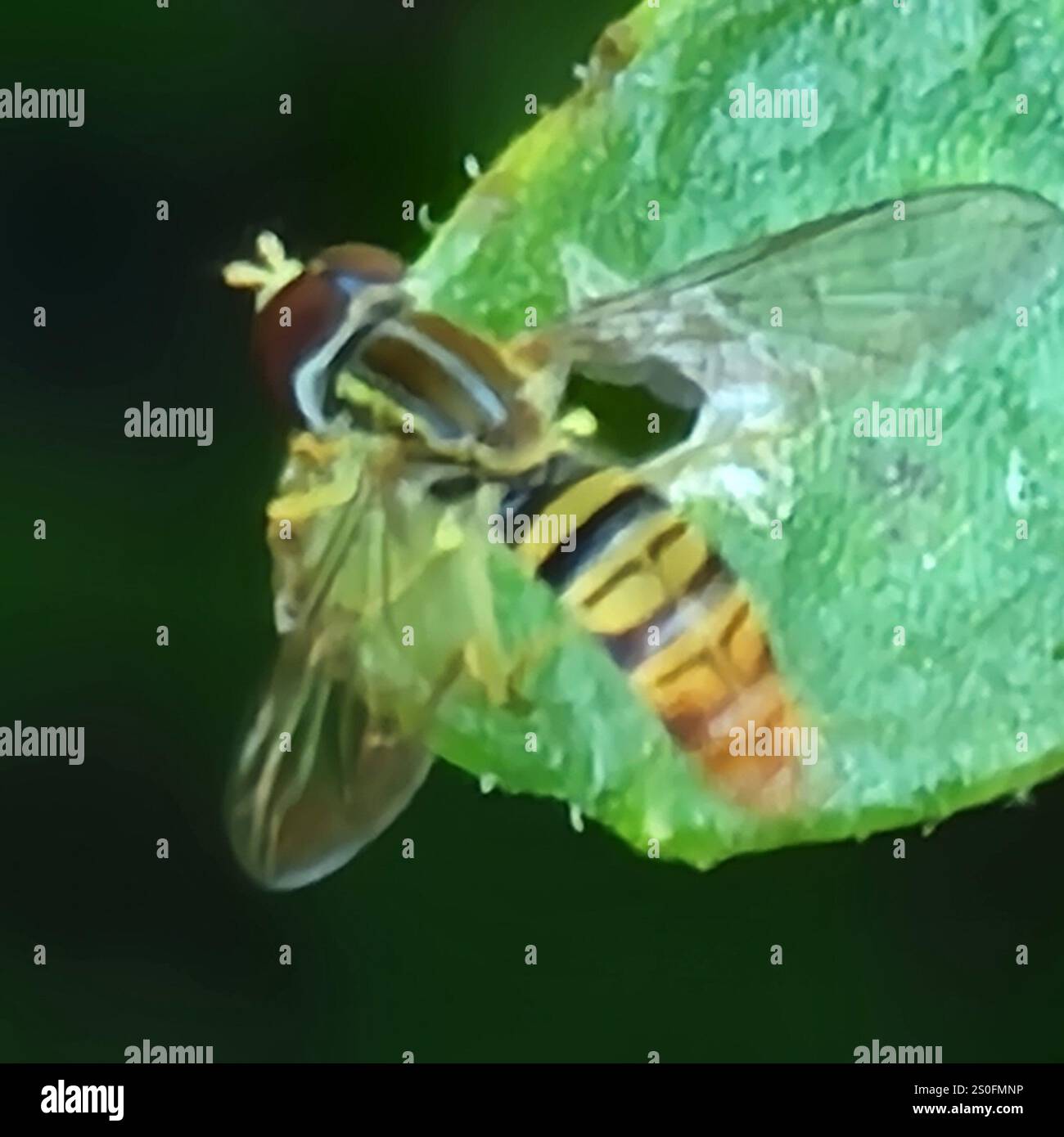 Maize Calligrapher (Toxomerus politus Stock Photo - Alamy