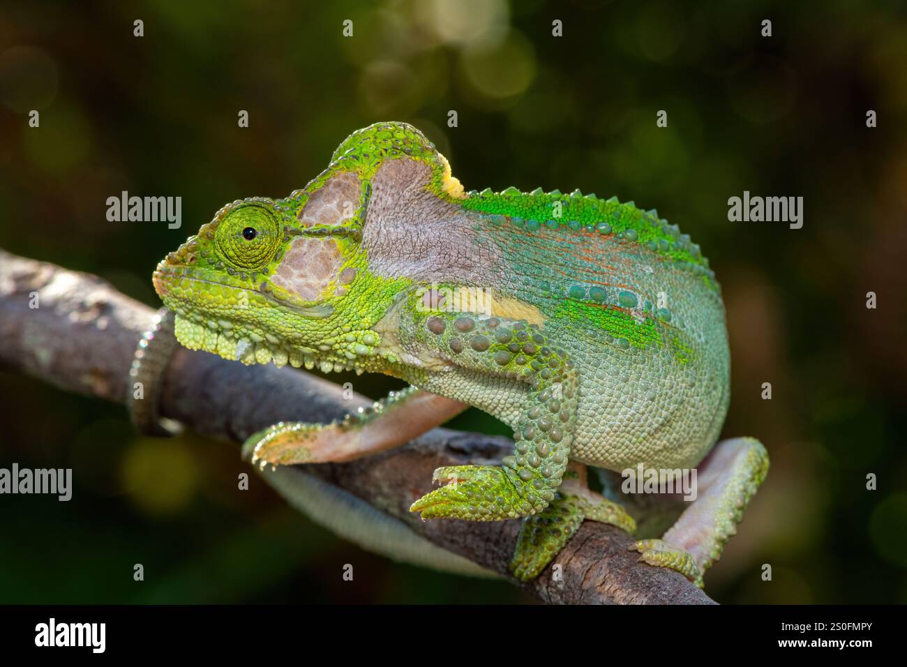 A stunningly beautiful Knysna dwarf chameleon (Bradypodion damaranum ...