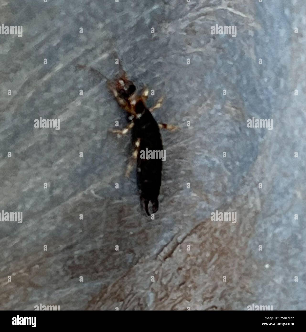 Ring-legged Earwig (Euborellia annulipes Stock Photo - Alamy