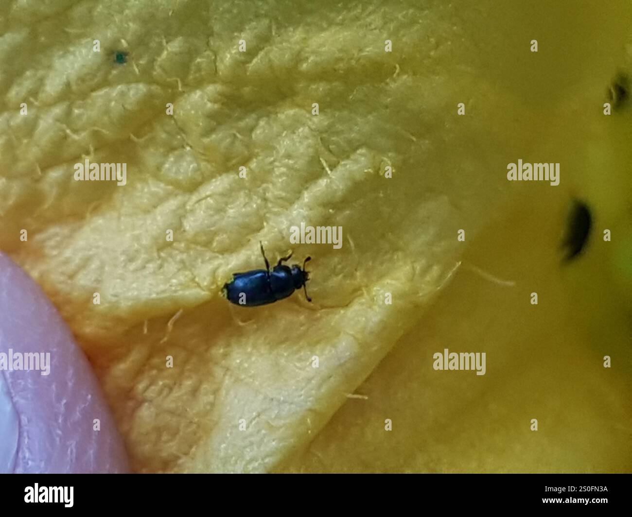 Common Pollen Beetle (Brassicogethes aeneus Stock Photo - Alamy