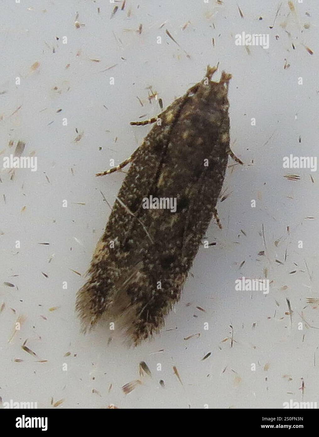 Dark Groundling (Bryotropha affinis Stock Photo - Alamy