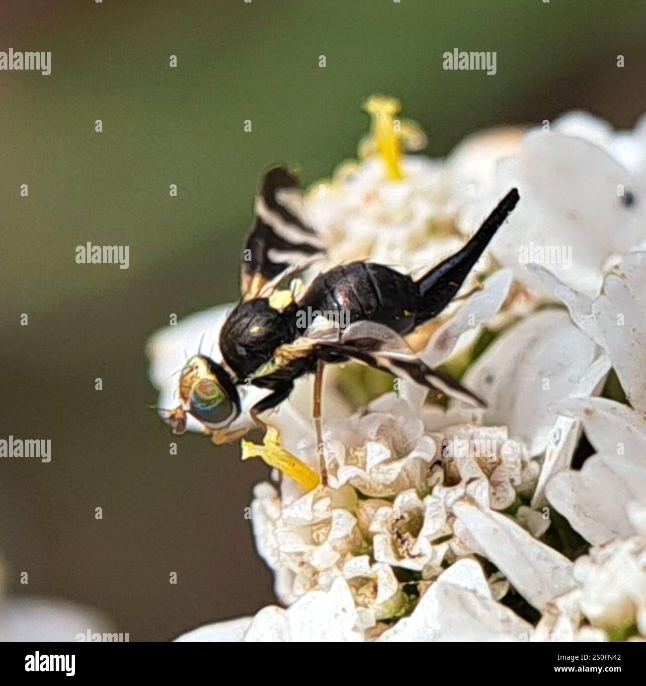 Four-barred Knapweed Gall Fly (Urophora quadrifasciata Stock Photo - Alamy