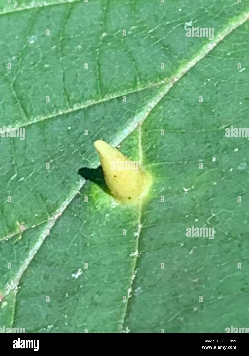 Witch-hazel Cone Gall Aphid (Hormaphis hamamelidis Stock Photo - Alamy