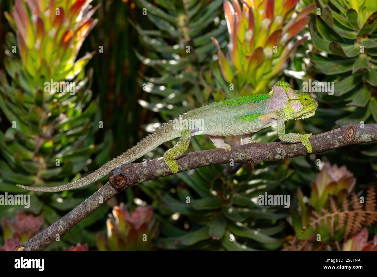 A stunningly beautiful Knysna dwarf chameleon (Bradypodion damaranum ...