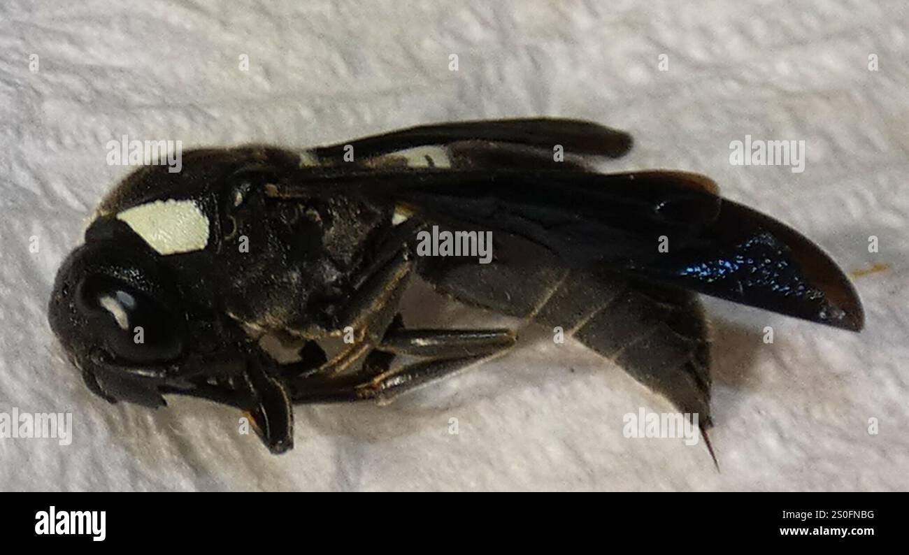 Four-toothed Mason Wasp (Monobia quadridens Stock Photo - Alamy