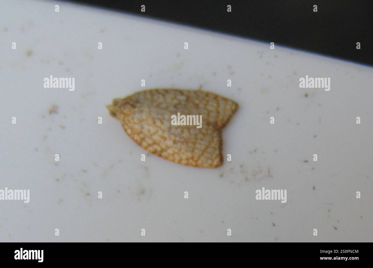 Maple Leaftier Moth (Acleris forsskaleana Stock Photo - Alamy