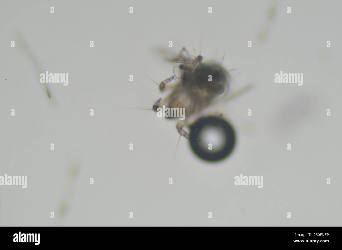 Water Mites (Hydrachnidia Stock Photo - Alamy