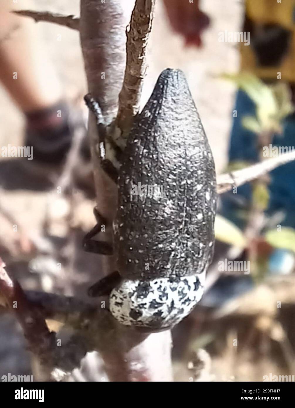 Flat-headed Root-borer (Capnodis tenebrionis Stock Photo - Alamy