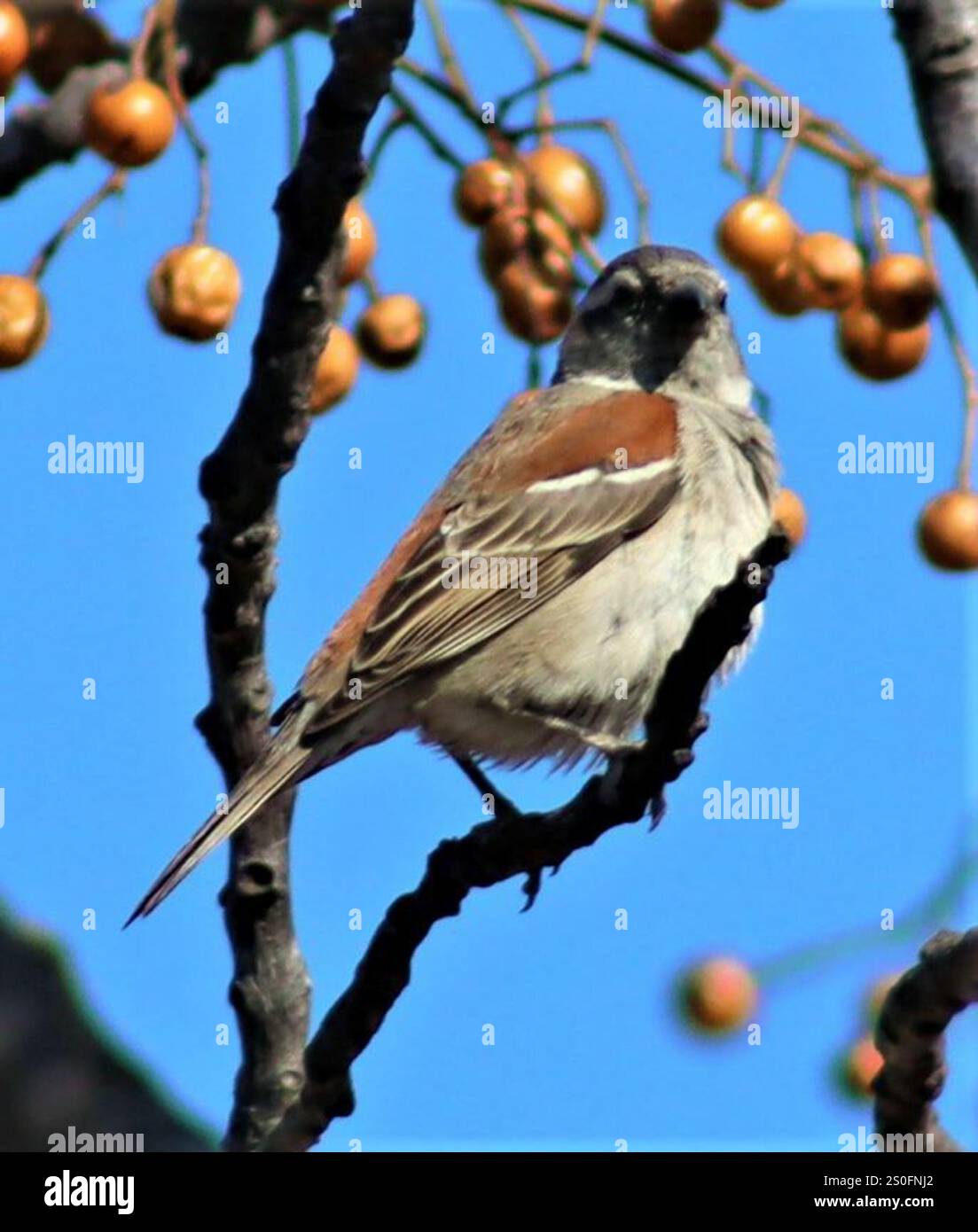 Common Cape Sparrow (Passer melanurus melanurus Stock Photo - Alamy