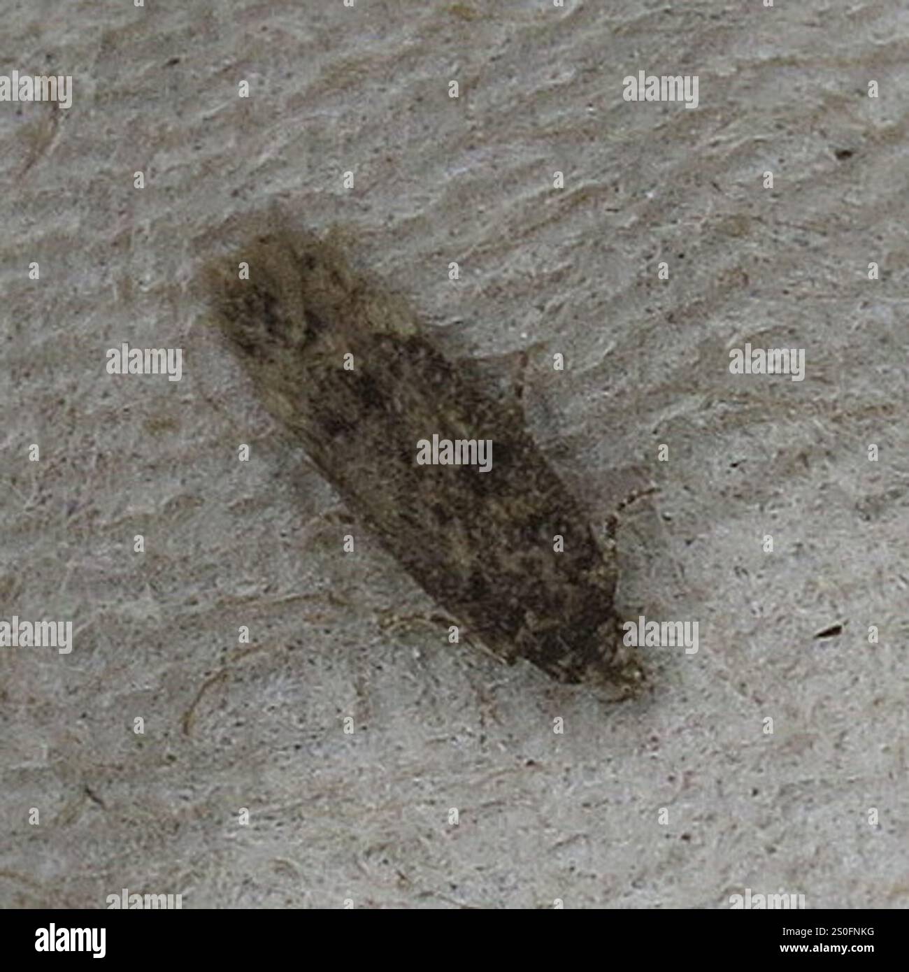 Dark Groundling (Bryotropha affinis Stock Photo - Alamy
