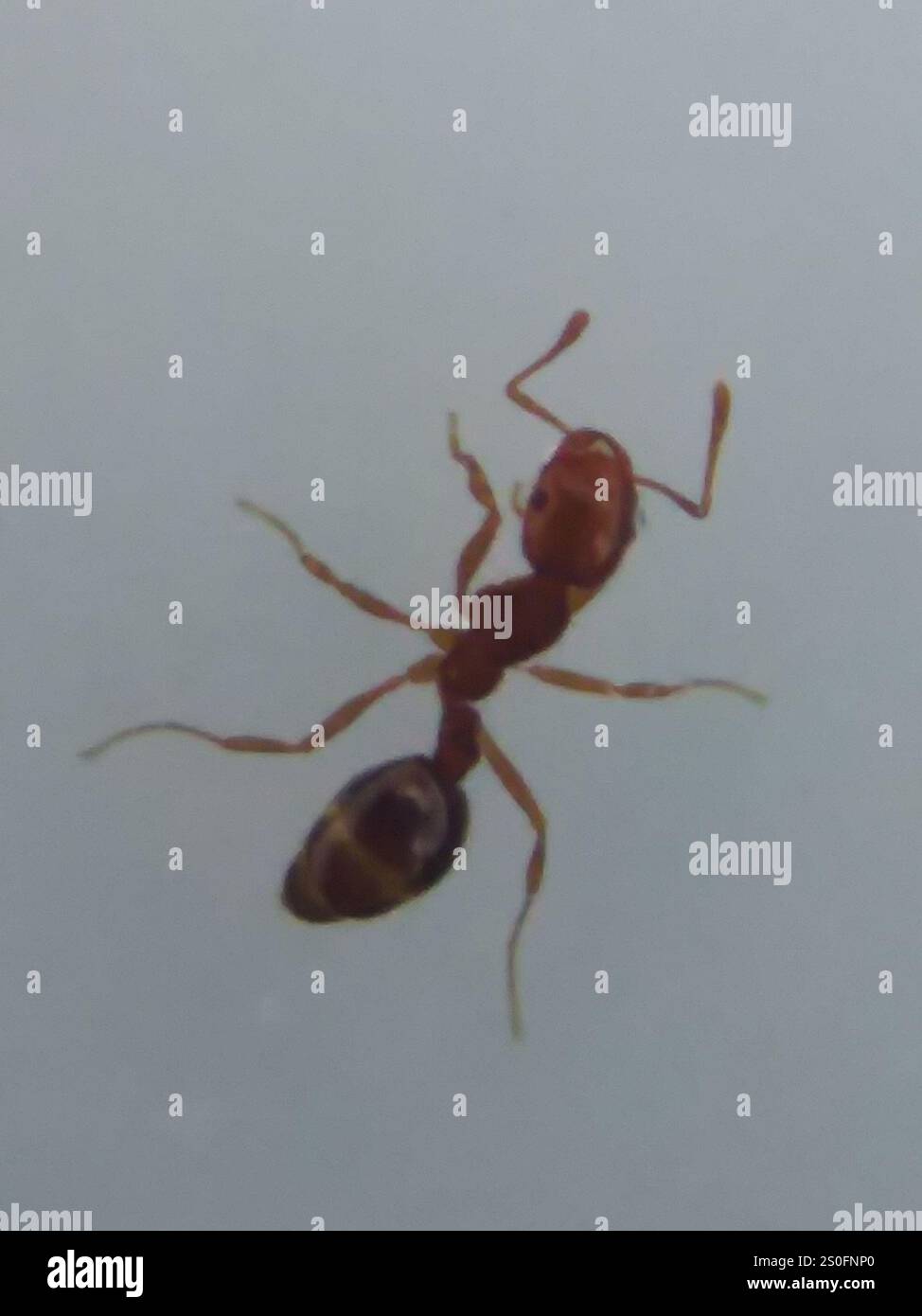 Red Imported Fire Ant (Solenopsis invicta Stock Photo - Alamy