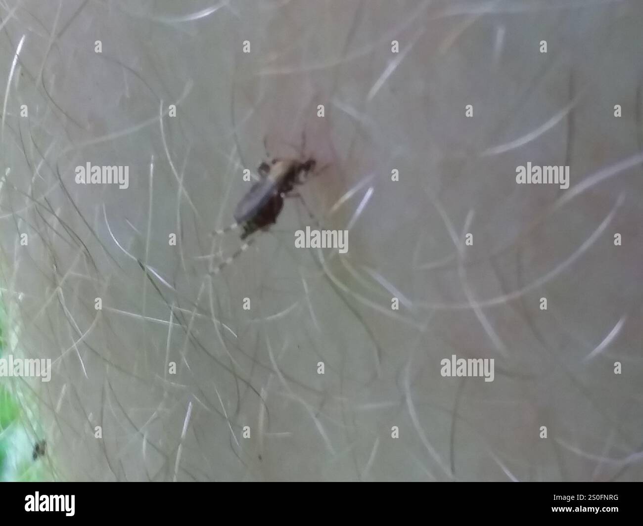 Eastern Saltmarsh Mosquito (Aedes sollicitans Stock Photo - Alamy