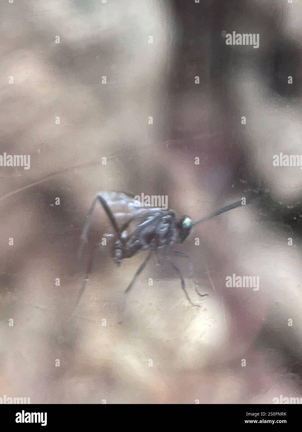 Blue-eyed Ensign Wasp (Evania appendigaster Stock Photo - Alamy