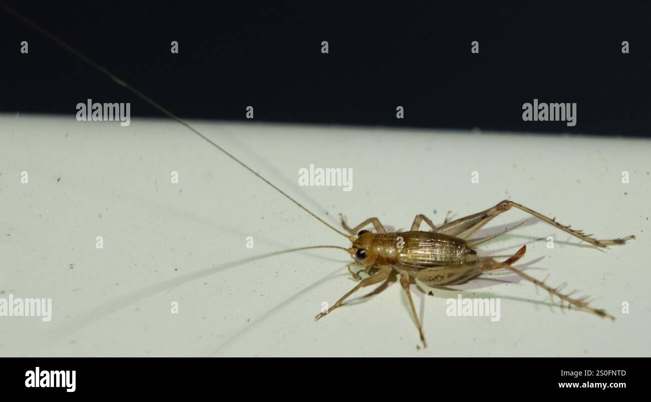 Brown Sword-tail Crickets (Anaxipha Stock Photo - Alamy