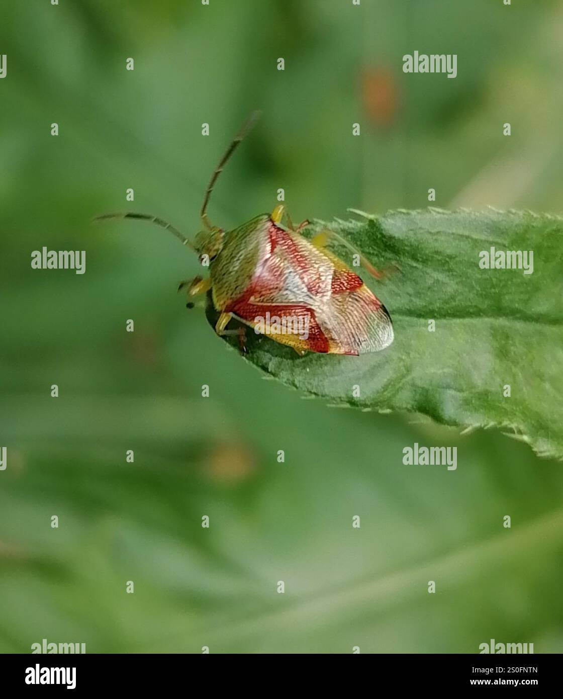 Birch Shield Bug (Elasmostethus interstinctus Stock Photo - Alamy