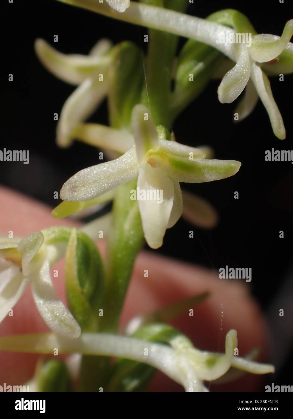 Flat Spurred Piperia (Platanthera transversa Stock Photo - Alamy