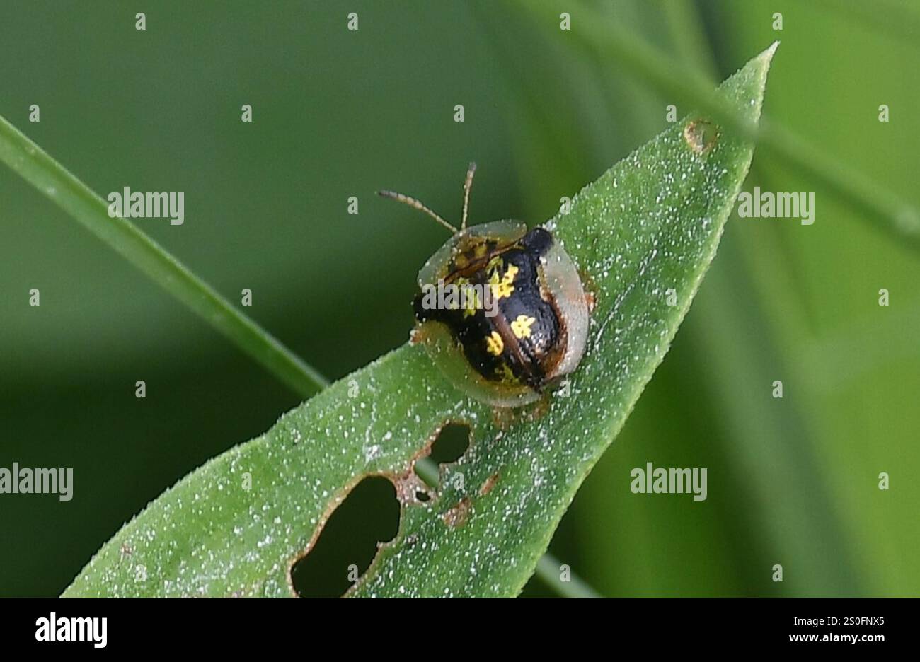 Mottled Tortoise Beetle (Deloyala guttata Stock Photo - Alamy