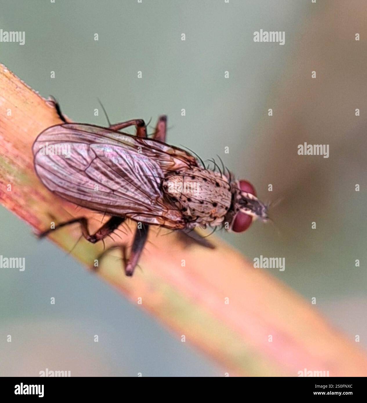 Common Tiger Fly (Coenosia tigrina Stock Photo - Alamy
