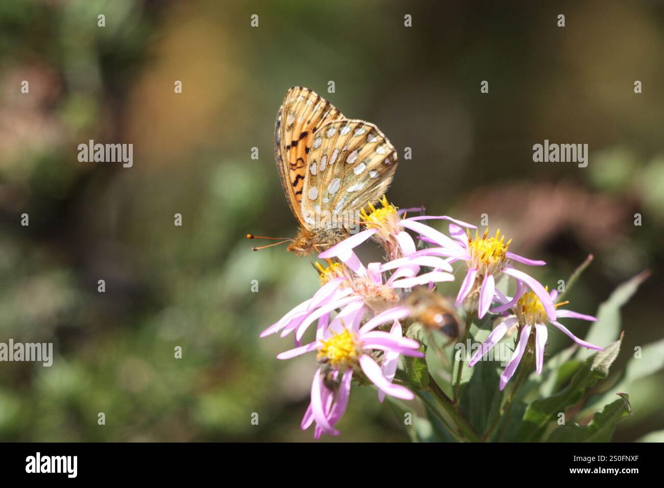 Mormon Fritillary (Argynnis mormonia Stock Photo - Alamy