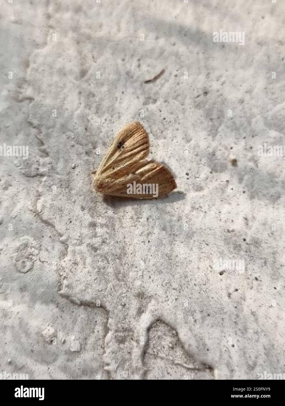 Straw Dot (Rivula sericealis Stock Photo - Alamy