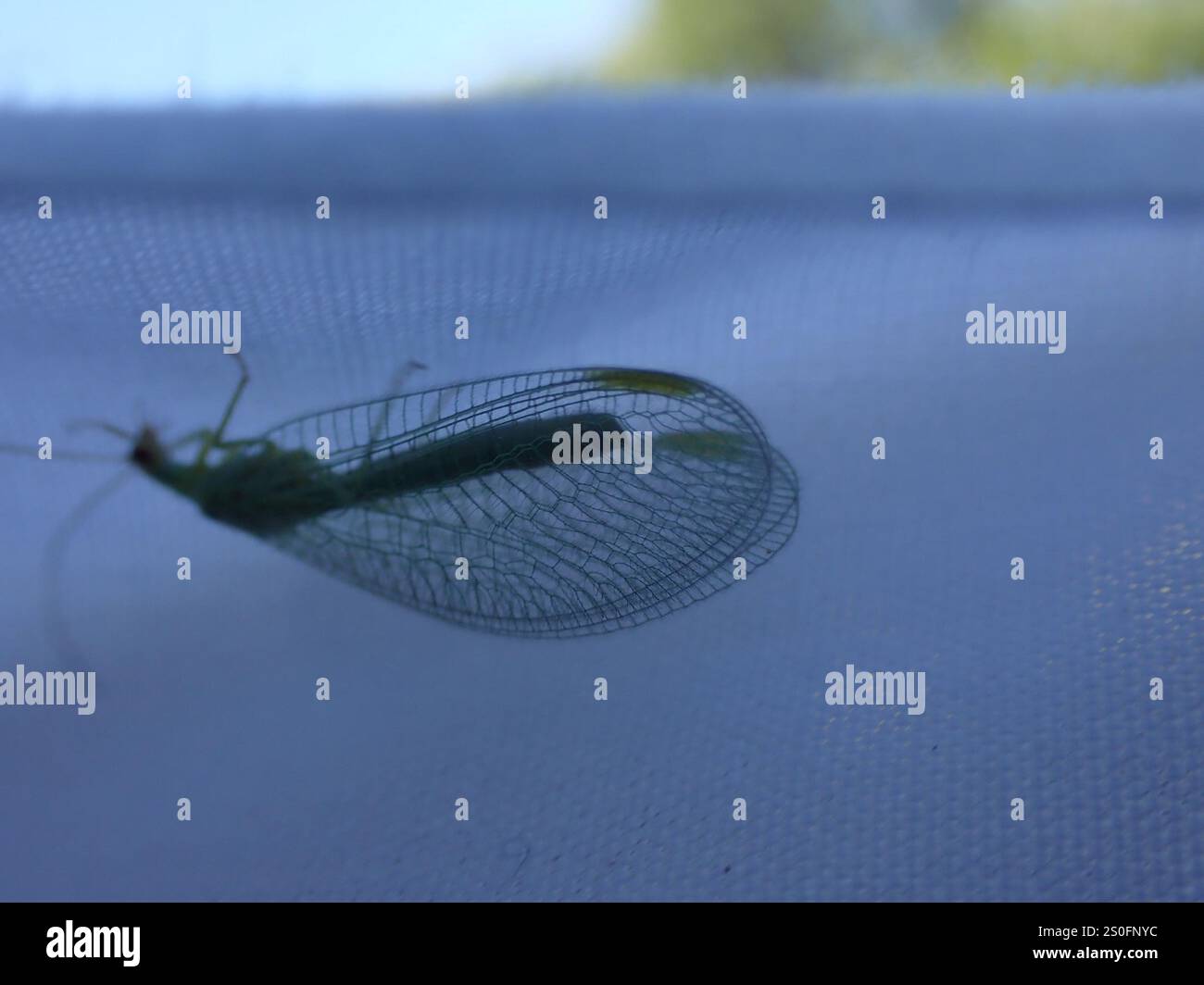 Golden-eyed lacewing (Chrysopa oculata Stock Photo - Alamy
