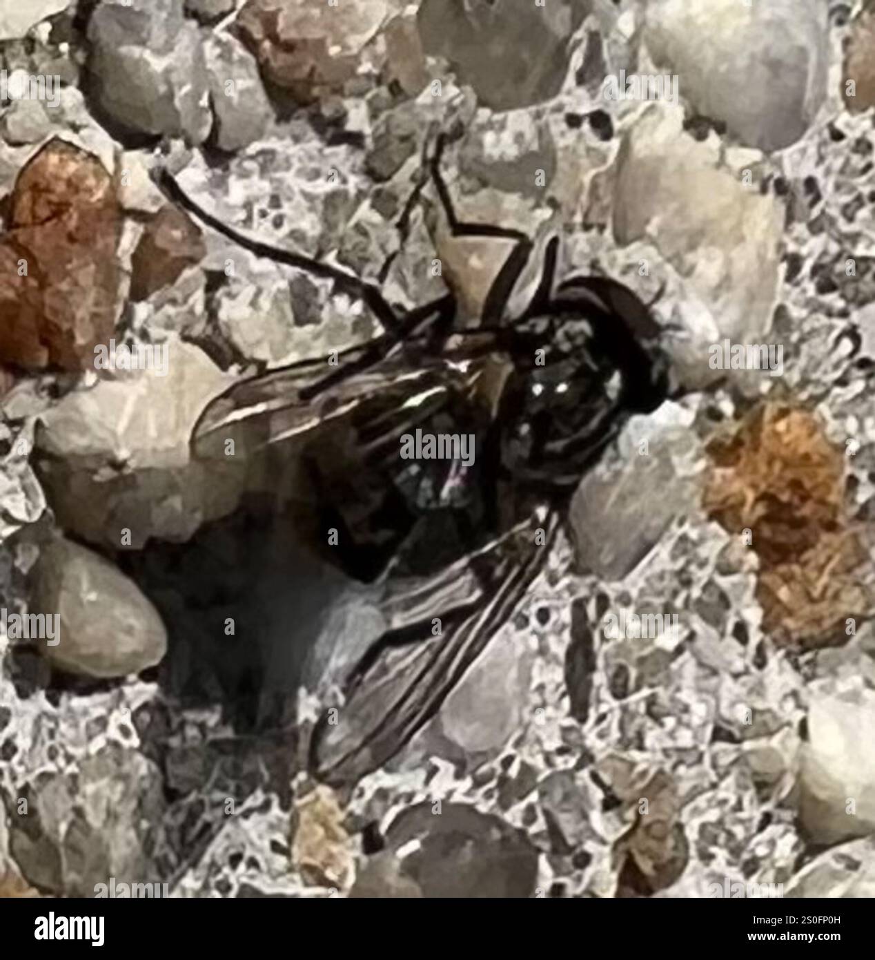 Stable Fly (Stomoxys calcitrans Stock Photo - Alamy