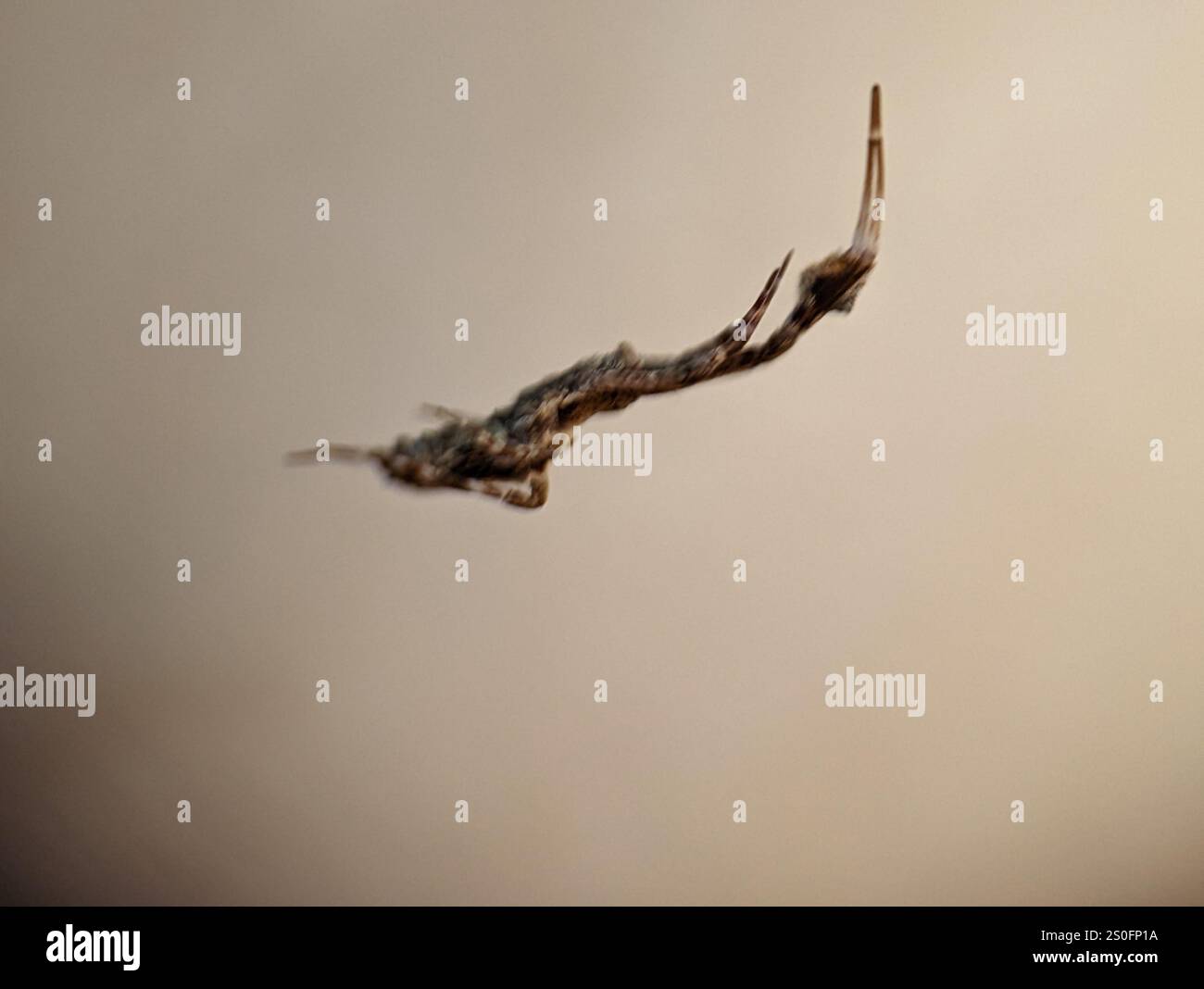 Feather-legged Spiders (Uloborus Stock Photo - Alamy