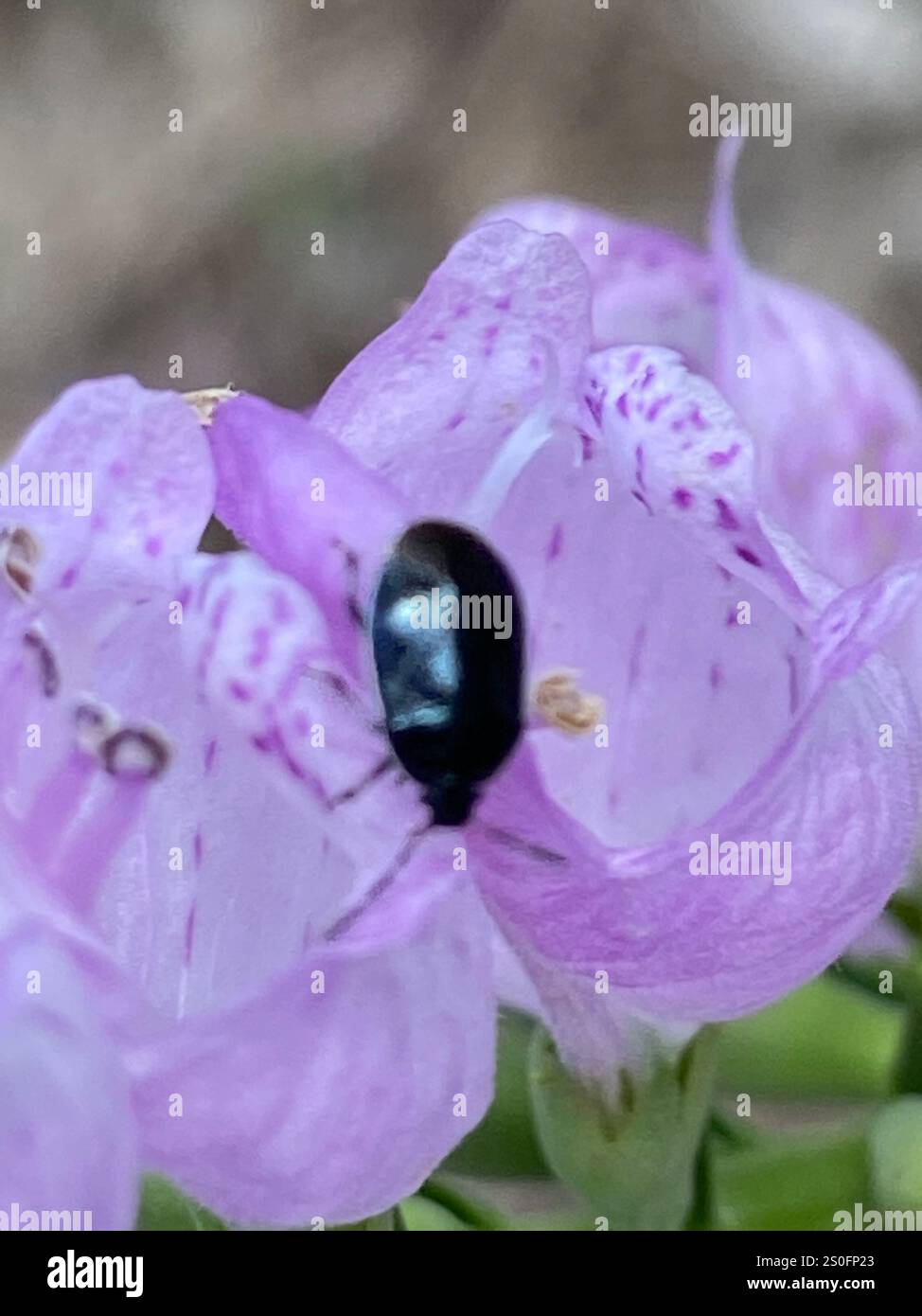 White-margined Burrower Bug (Sehirus cinctus Stock Photo - Alamy