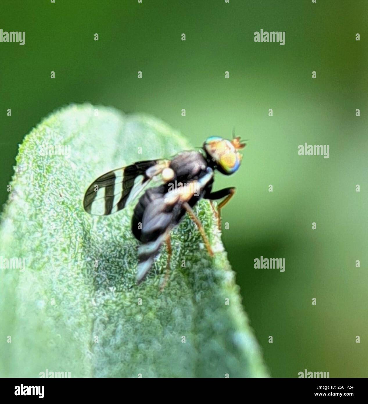 Four-barred Knapweed Gall Fly (Urophora quadrifasciata Stock Photo - Alamy