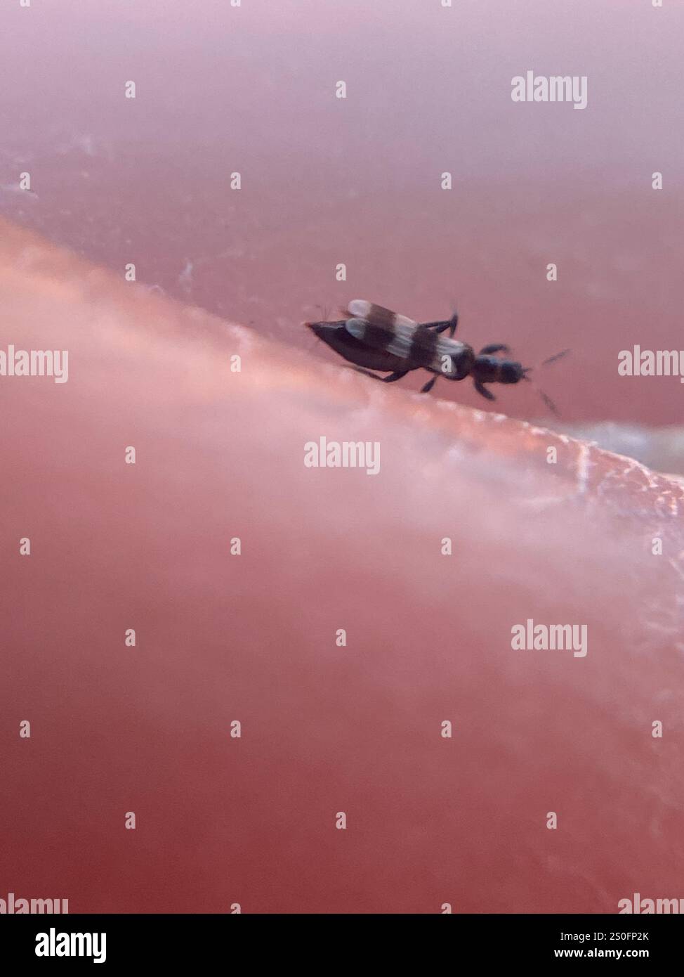 Banded Thrips (Aeolothrips fasciatus Stock Photo - Alamy