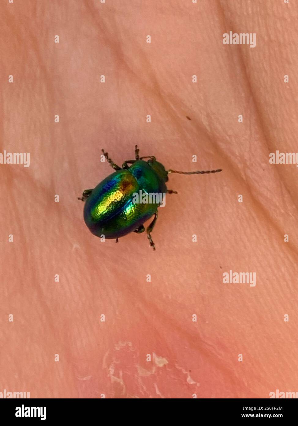 Dead-nettle Leaf Beetle (Fasta fastuosa Stock Photo - Alamy